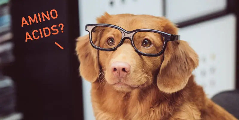 About Protein & Amino Acids for Dogs – Jiminy's