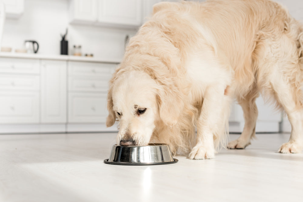 Is Your Dog Eating Too Fast? Here’s How to Stop Gulping! – Jiminy's