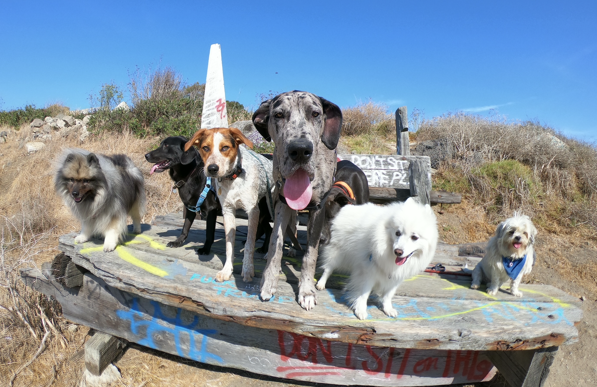 Dog Life Expectancy: Tips to Help Your Pet Live Longer – Jiminy's