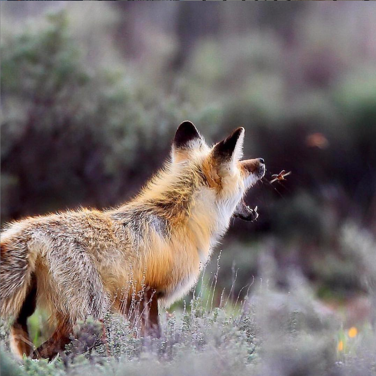 Why Wild Dogs Thrive on Insects – Jiminy's