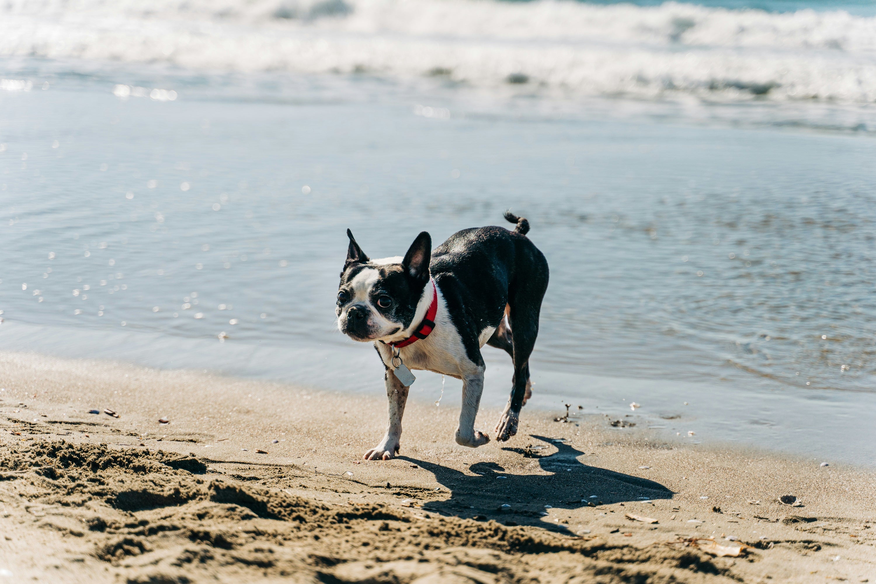 San Diego's Top Dog-Friendly Beaches: Ultimate Guide for Pet Owners ...