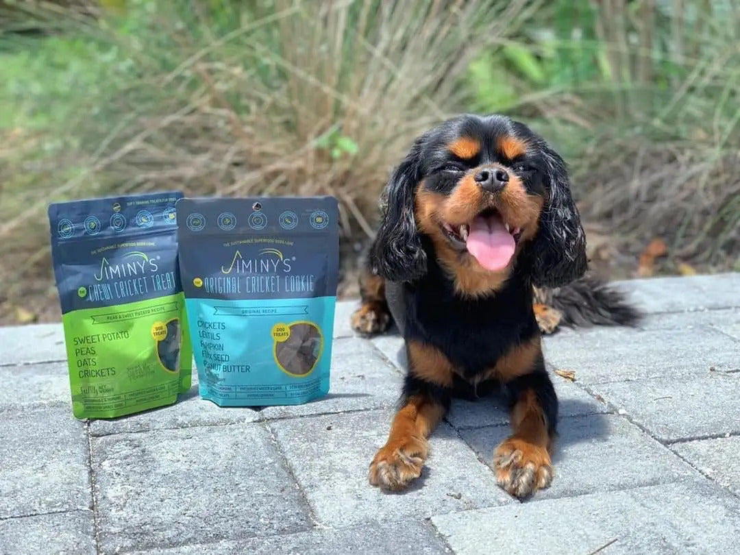 Feeding Your Dog Crickets – For A Healthier Dog And Planet – Jiminy's